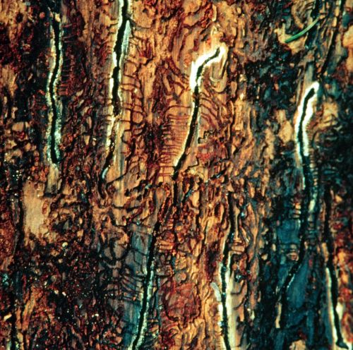 pine beetle christmas tree