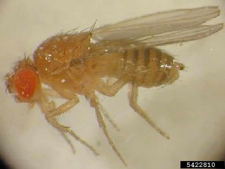 Yellow Fly With Red Eyes
