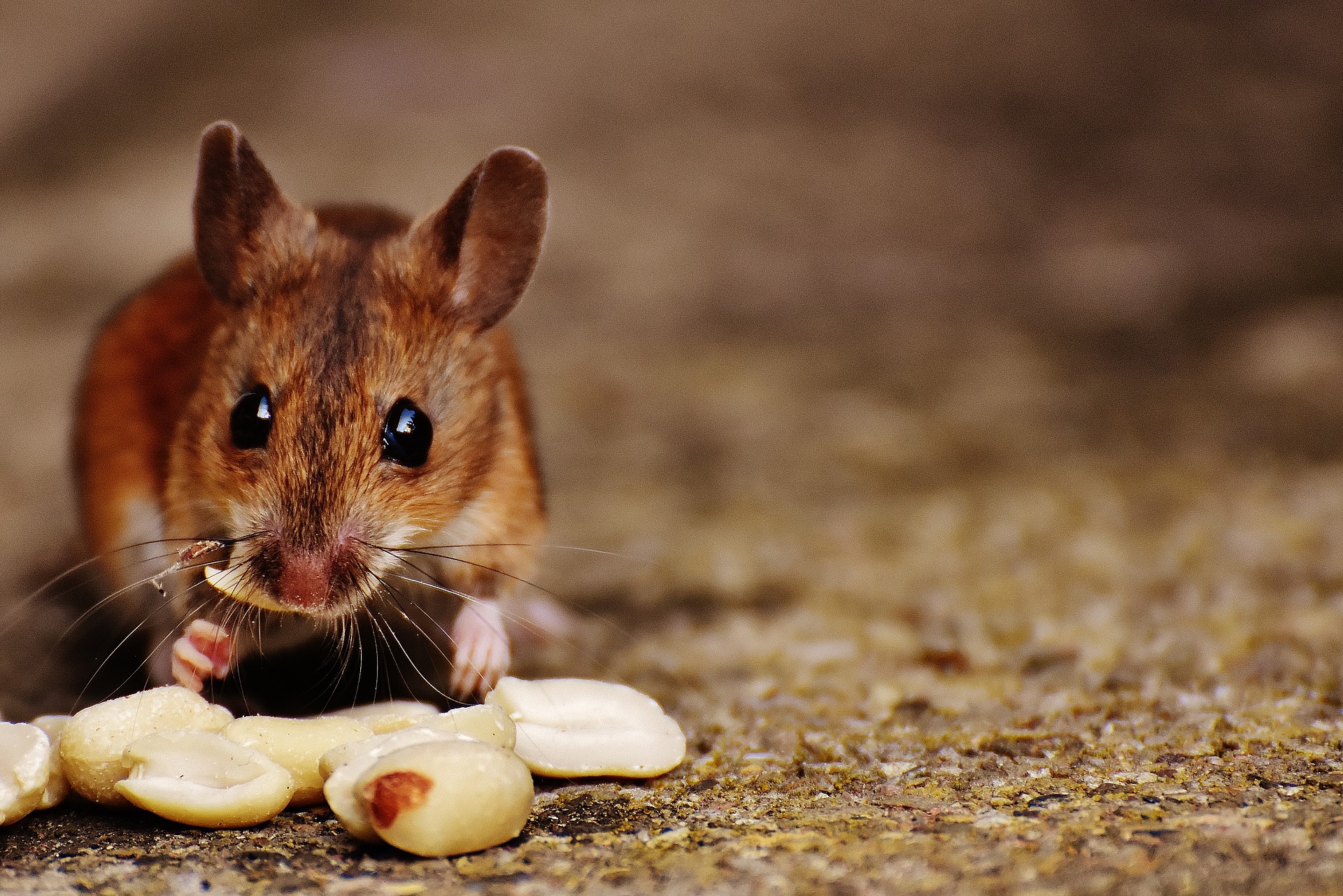 Types Of Mice In Michigan