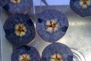 Southwest Michigan fruit regional report – September 2, 2015 - Fruit & Nuts