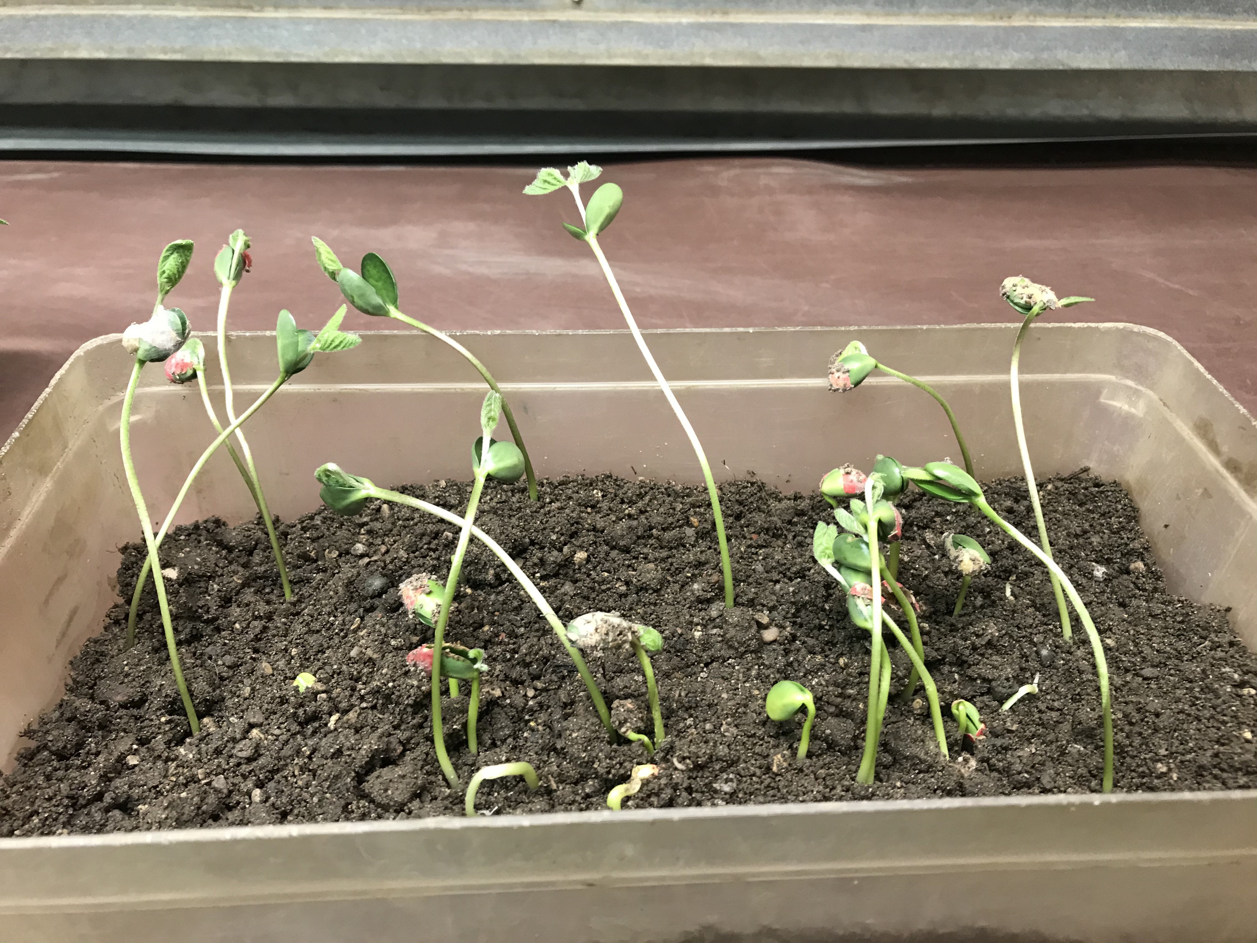Soybean Seed Germination