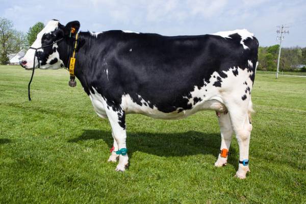 “Fitbits” for cows: The latest precision dairy cattle monitoring ...
