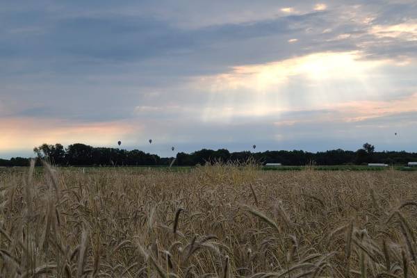Cereal rye varieties grown in Michigan show substantial differences in ...