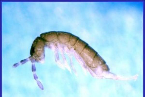 Springtails - Plant & Pest Diagnostics