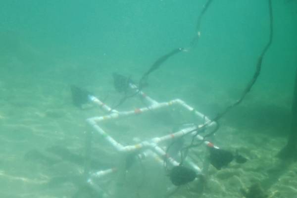 What is an underwater ROV? - MSU Extension
