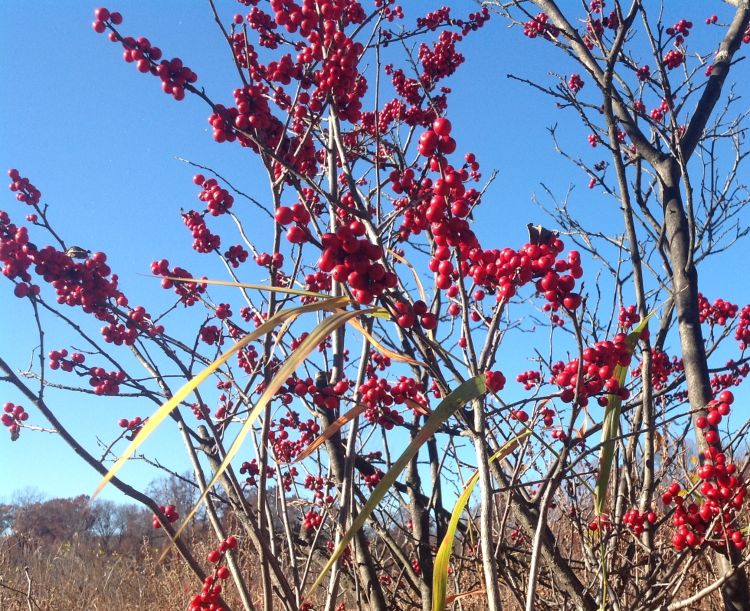 Winterberry: Michigan’s native holly - MSU Extension Winterberry: Michigan’s native holly - MSU Extension