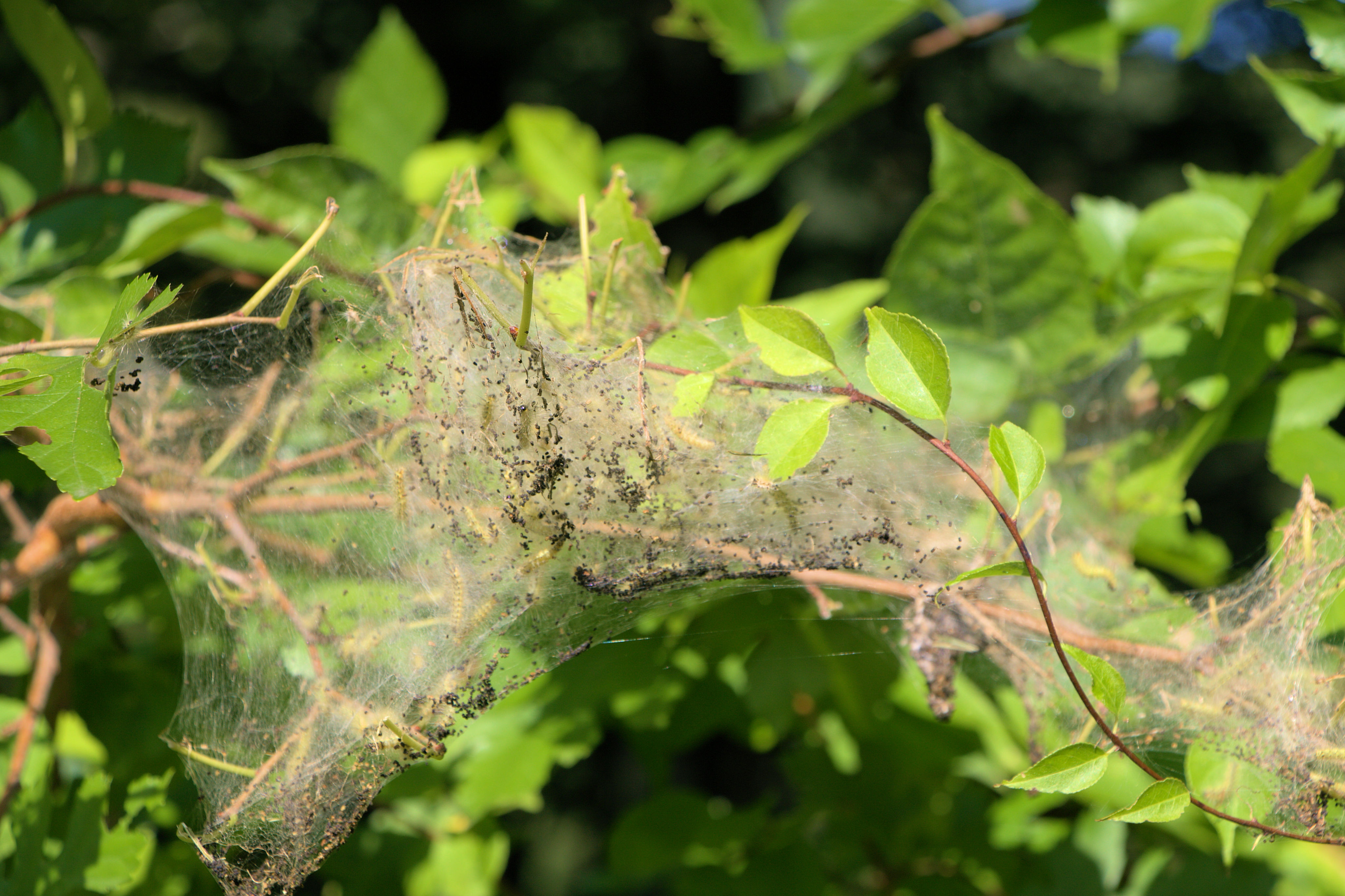 Giant Spider Webs In Trees