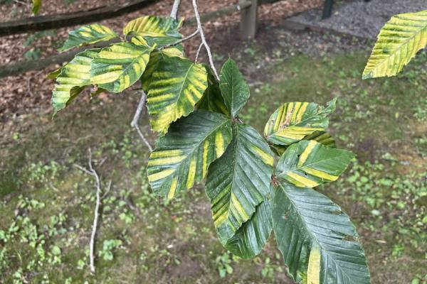 Beech leaf disease: A new risk to Michigan beech trees - Gardening in ...
