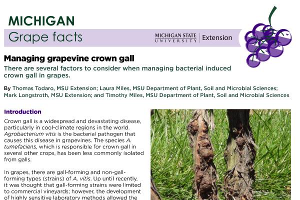 Michigan Grape Facts: Managing Grapevine Crown Gall - Grapes