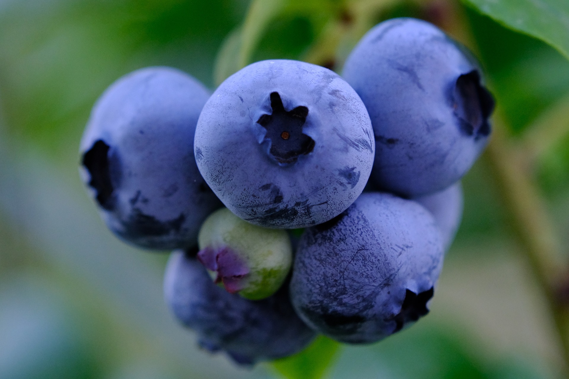 Blueberries Images