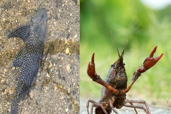 How to report suspicious fish and aquatic plant sightings - Invasive ...