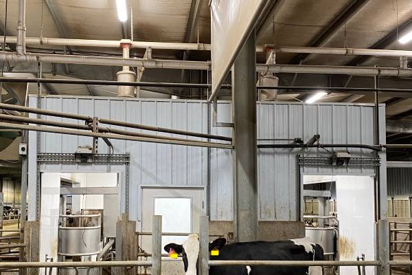 Breeding and raising the right cow for automatic milking systems - Dairy