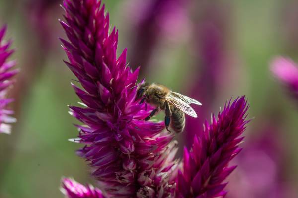 Gardening for Pollinators - Gardening in Michigan