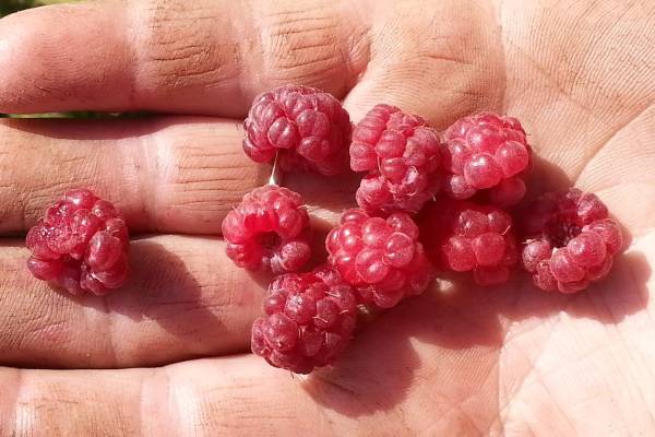 Raspberry virus survey to help diagnose production problems - MSU Extension