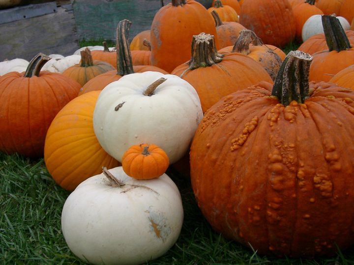 Science with pumpkins and squash - MSU Extension