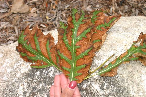 Leaf Scorch Or Oak Wilt Whats Plaguing My Tree Gardening In Michigan