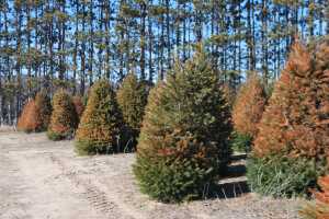 Tree, turf and ornamental plant update — May 11, 2018 - MSU Extension