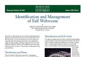 Identification and Management of Fall Webworm - MSU Extension