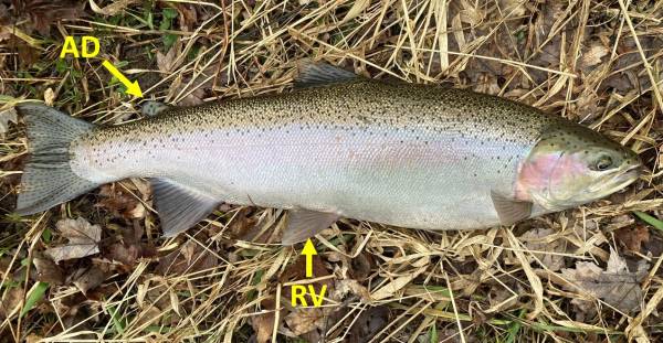 Interpreting steelhead fin clips in Michigan streams: Update for the ...