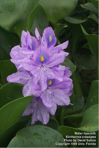 Water Hyacinth Invasive