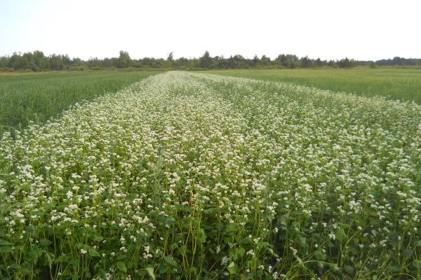 Cover crop strategies for northern Michigan farms - MSU Extension