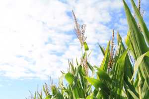 Evaluate corn stalk strength prior to harvest - Corn