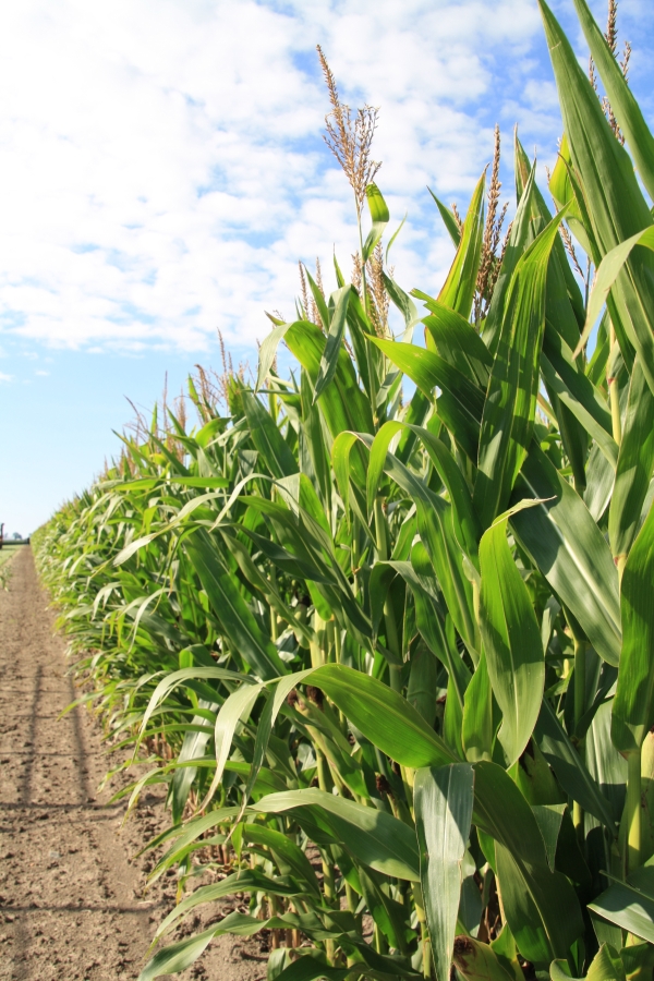 Evaluate corn stalk strength prior to harvest - Corn