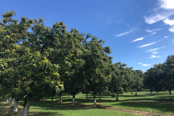 Annual chestnut growers meeting open to the public - Chestnuts