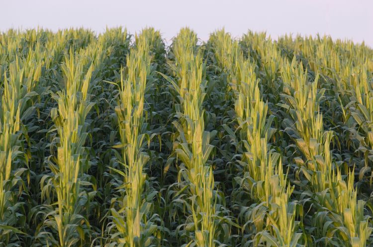 MSU to use $4.4M NSF grant to explore the corn genome - AgBioResearch