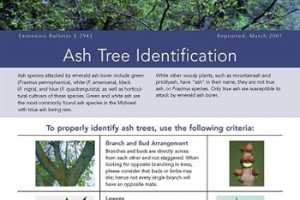 Ash Tree Identification - MSU Extension