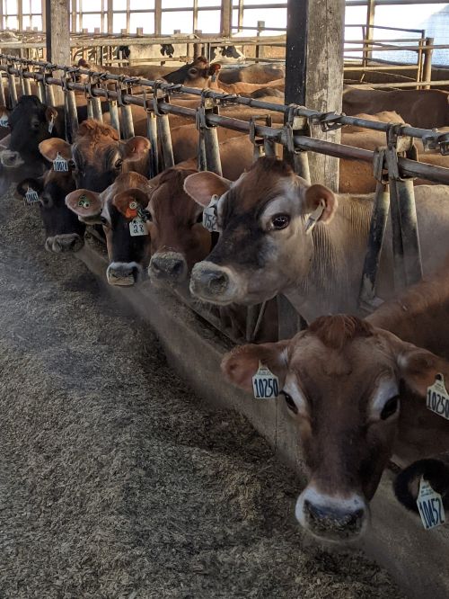 Feeding for fertility - Dairy