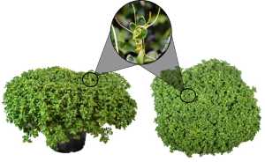 The dodder you never wanted - Floriculture & Greenhouse Crop Production