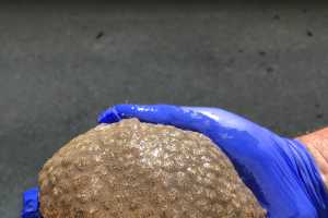 Alien-looking blob discovered in southern Michigan lake - Fisheries ...