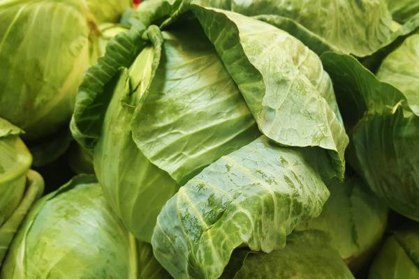 How to Grow Cabbage - MSU Extension