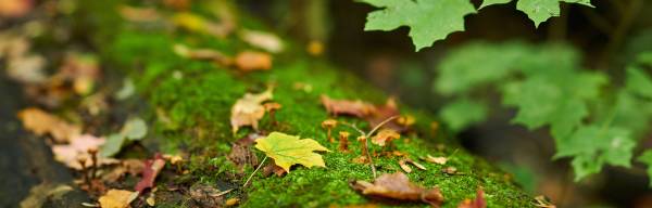 Department of Forestry