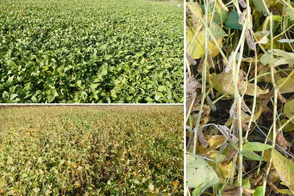 Southwest Michigan field crops update – Sept. 9, 2021 - Field Crops