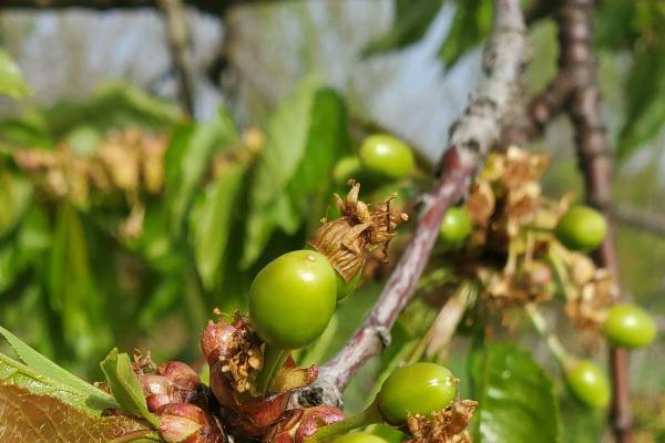 Southwest Michigan fruit update – May 11, 2021 - Fruit & Nuts