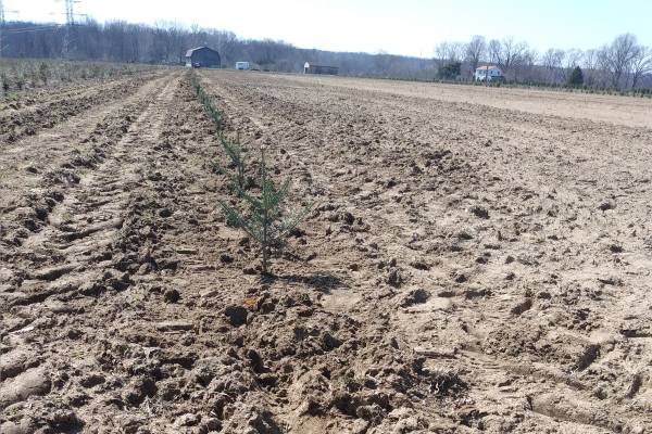 The top 10 do’s and don’ts of Christmas tree planting - Christmas Trees