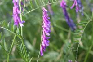 Vetches – Vicia spp. - Plant & Pest Diagnostics