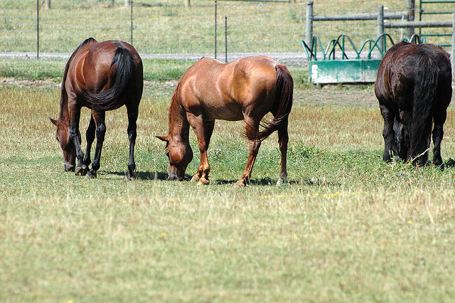 Horses In The Spring