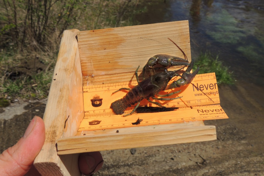 Rusty Crayfish Invasive Species