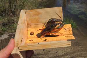 National Invasive Species Awareness Week: Rusty crayfish - MSU Extension