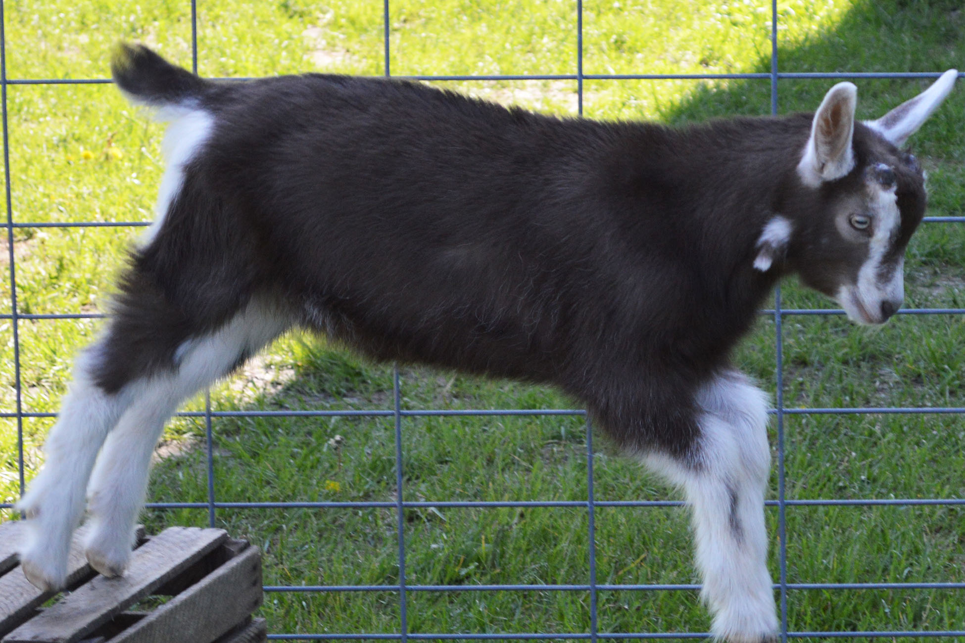 Resources - 4-H Goat Production & Management