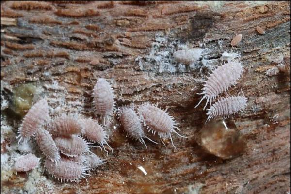 It’s time to consider grape mealybug control - Grapes