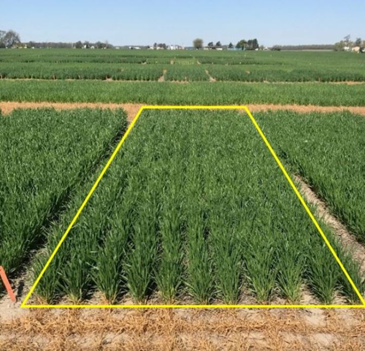 Preparing winter wheat in the autumn for greater yield next summer - Wheat