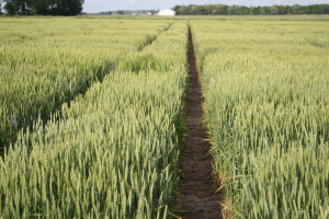Pre-harvest sprouting of wheat - MSU Extension