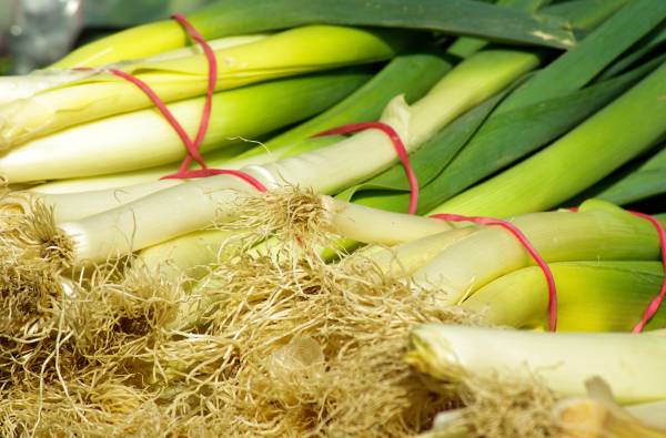 How to Grow Leeks - MSU Extension