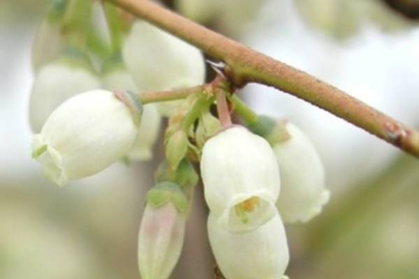 Pollinator stewardship guide for blueberry growers is now available ...