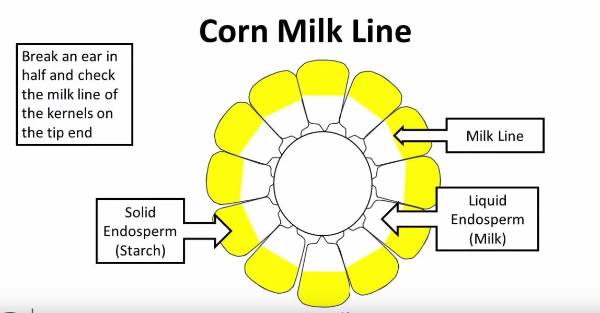 Corn Reproductive Stages - Field Crops