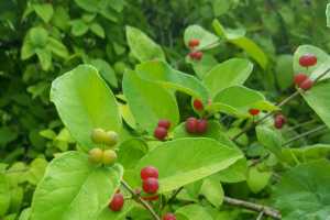 Southwest Michigan fruit update – July 2, 2019 - Fruit & Nuts